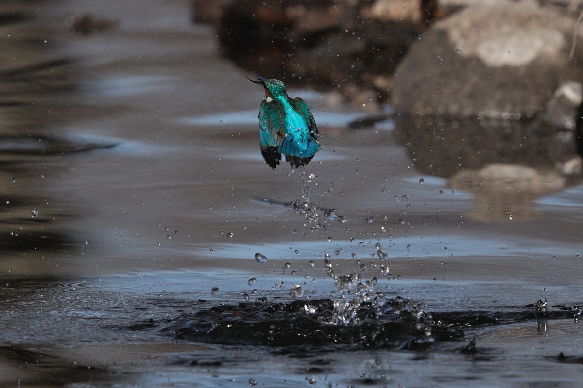 カワセミ#24 | GANREF