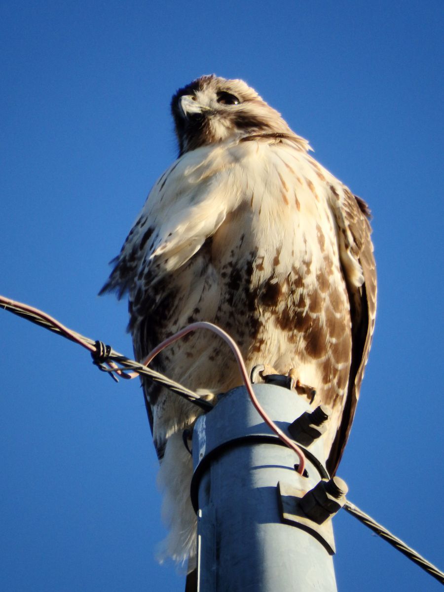 on the utility pole ノスリ#1 | GANREF