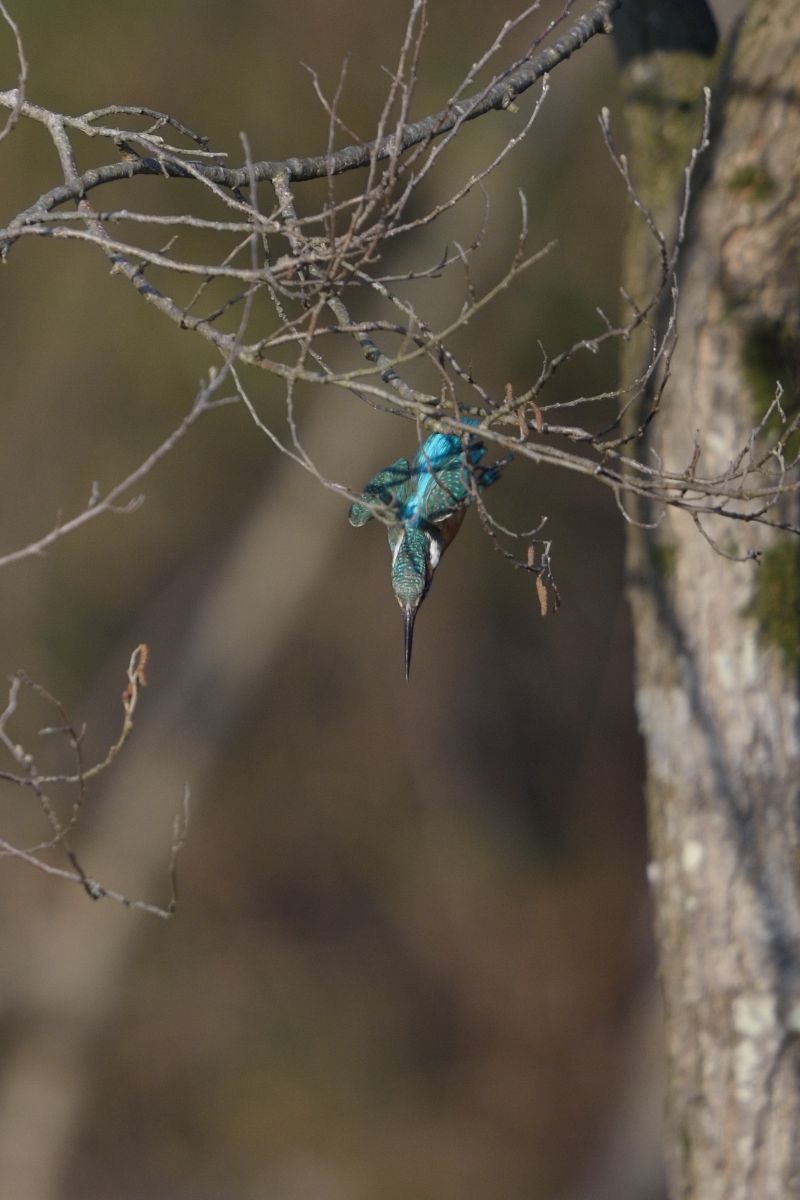 カワセミ#73 | GANREF