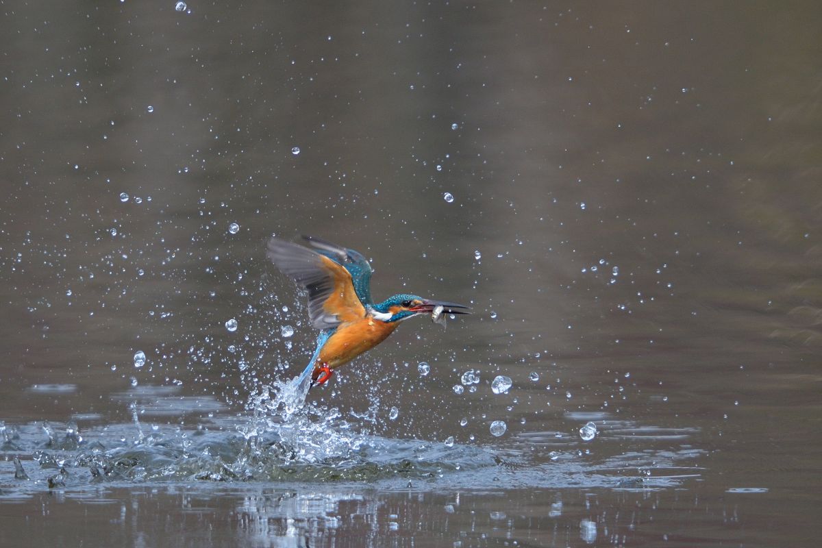 after a long time カワセミ#116 | GANREF