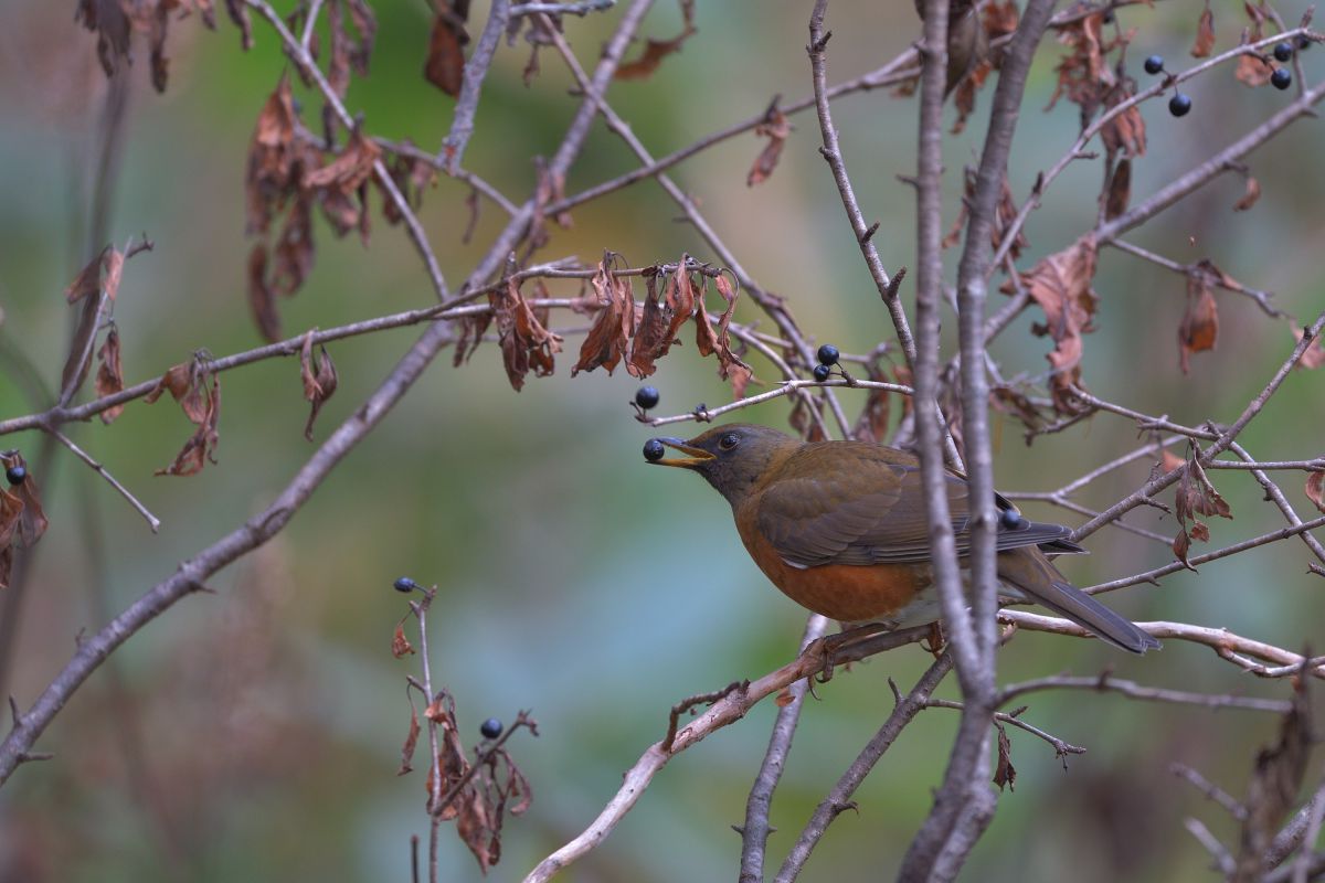 late fall アカハラ#6 | GANREF