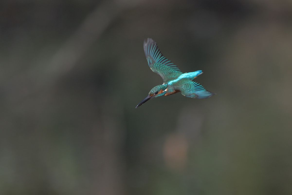 flying jade カワセミ#160 | GANREF