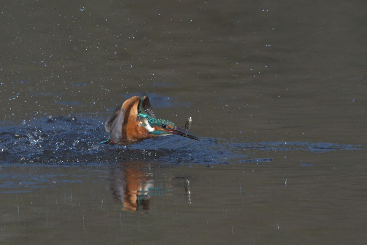 a little big カワセミ#161 | GANREF