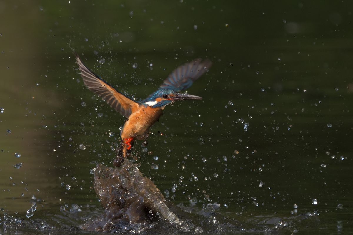 God's voice カワセミ#180 | GANREF