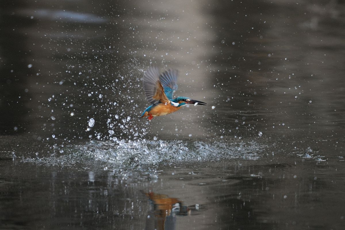 カワセミ#58 | GANREF