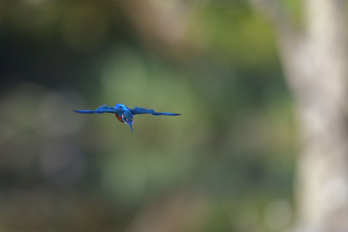 deceleration カワセミ#158 | GANREF