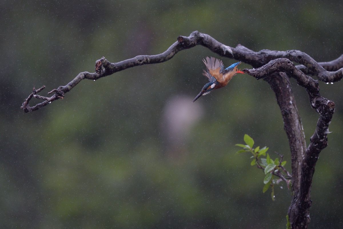 work hard in the rain カワセミ#144 | GANREF