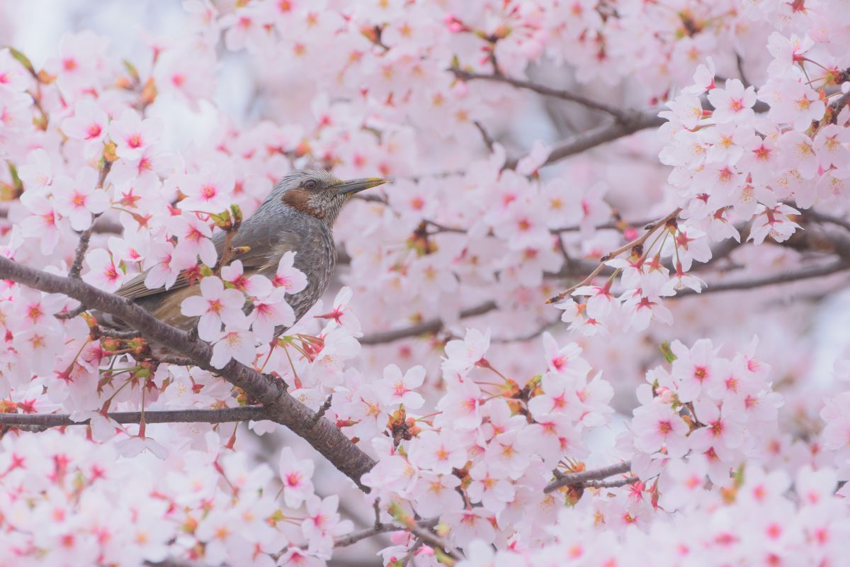 Cherry blossom ヒヨドリ#5 | GANREF