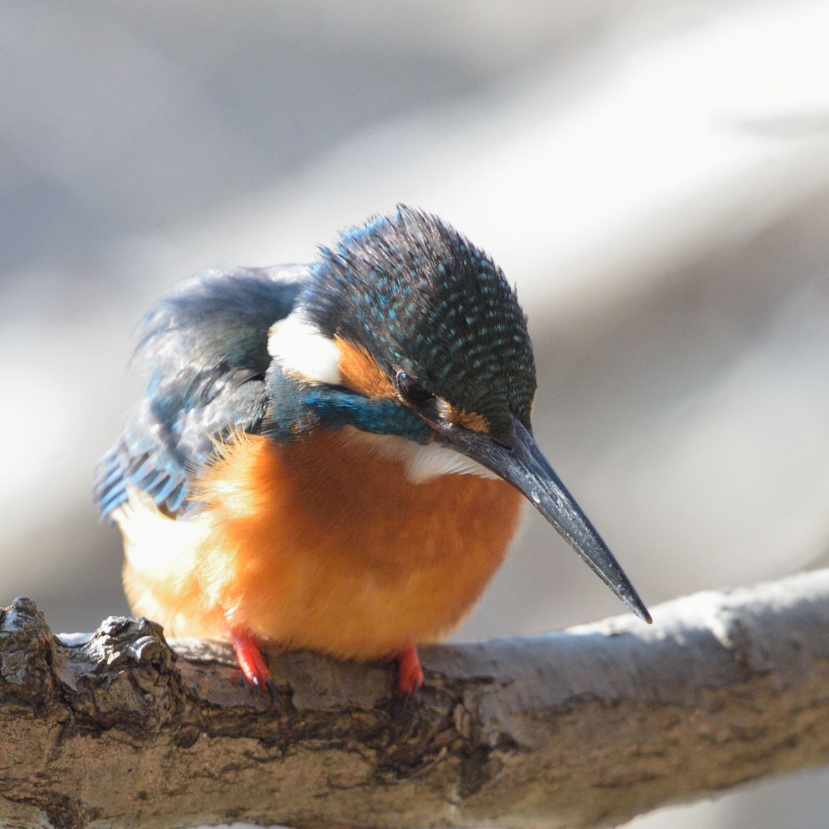 thank you!! カワセミ#114 | GANREF