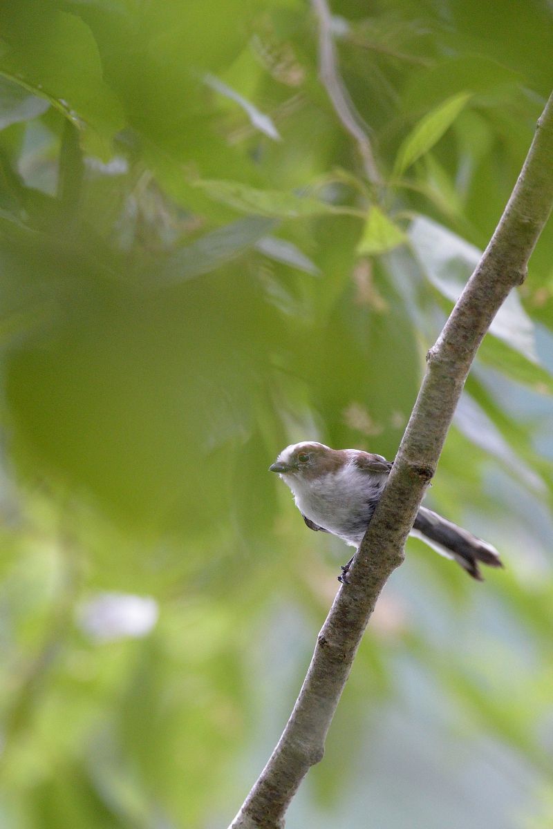 shakedown エナガ#2 | GANREF