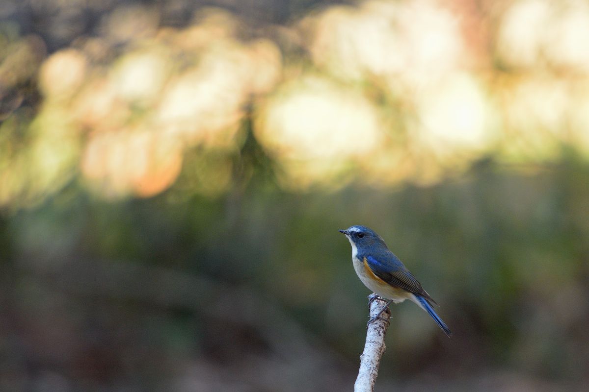 welcome back part3 ルリビタキ#16 | GANREF