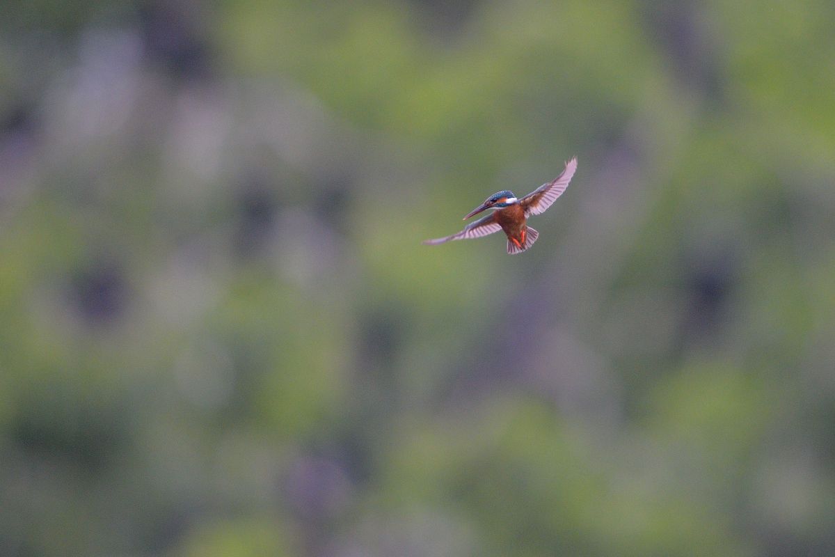 hovering!! part5 カワセミ#131 | GANREF