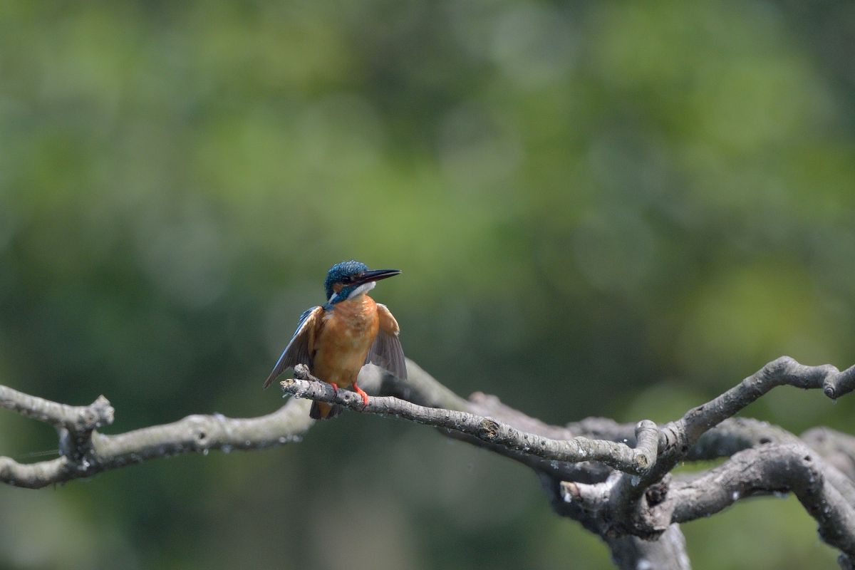 Flap, a flap カワセミ#142 | GANREF