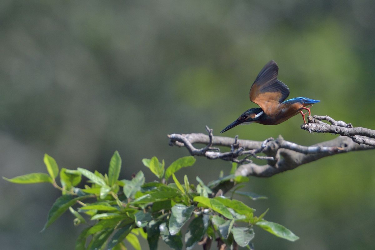 moment of dive!! カワセミ#103 | GANREF