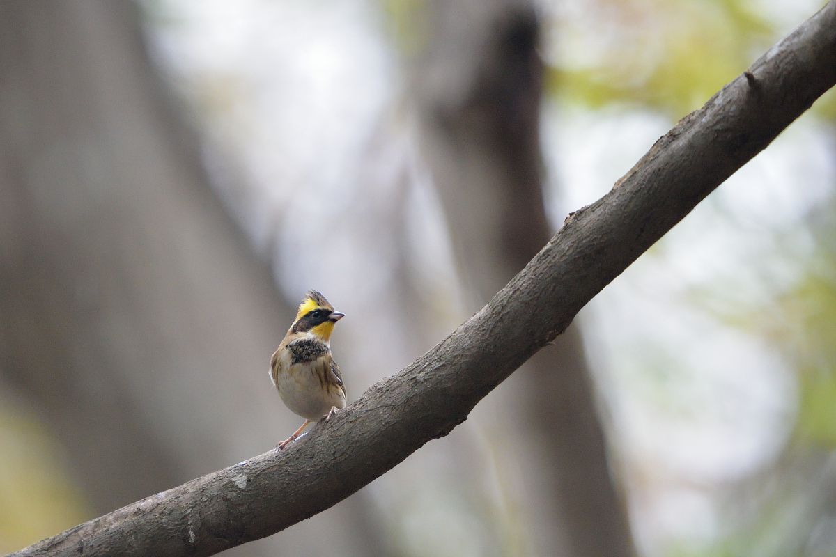 welcome back part2 ミヤマホオジロ#6 | GANREF