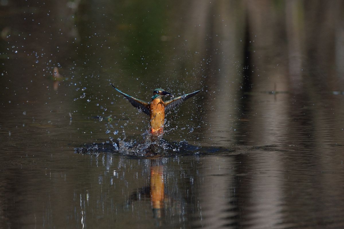 vertically カワセミ#149 | GANREF