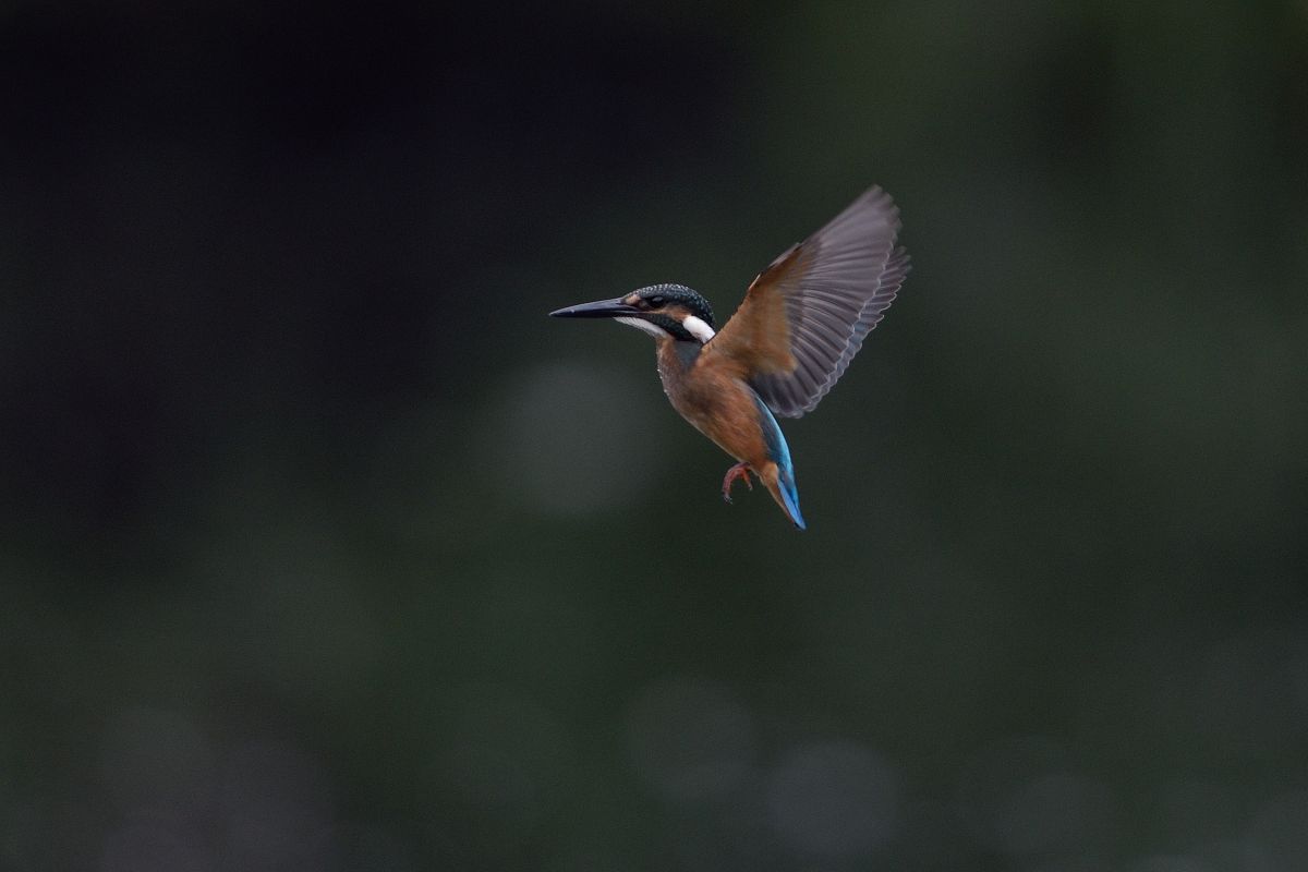 hovering!! part2 カワセミ#100 | GANREF