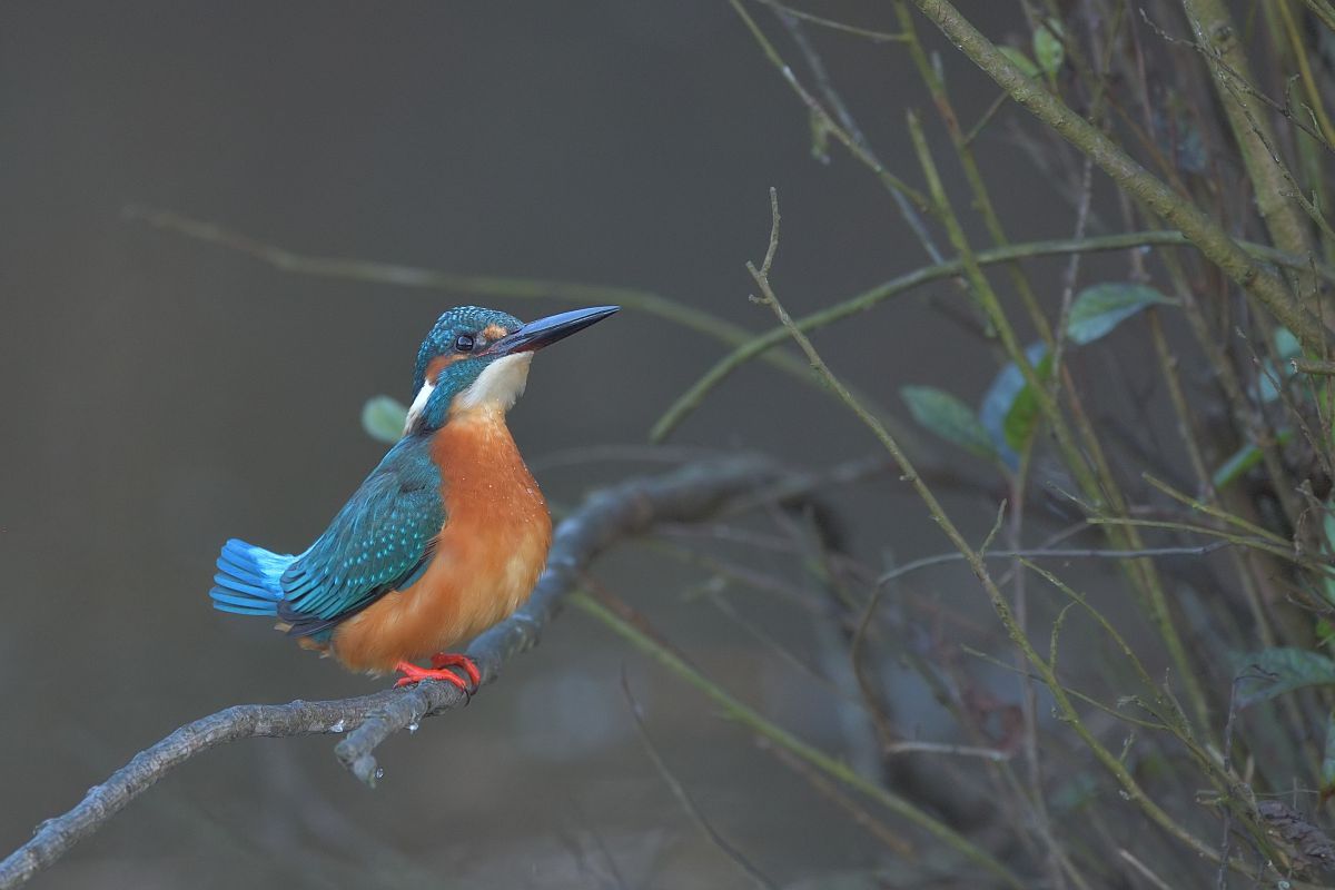 stranger カワセミ#166 | GANREF