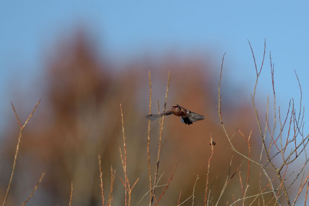 flight of Long-tailed rosefinch ベニマシコ#9 | GANREF