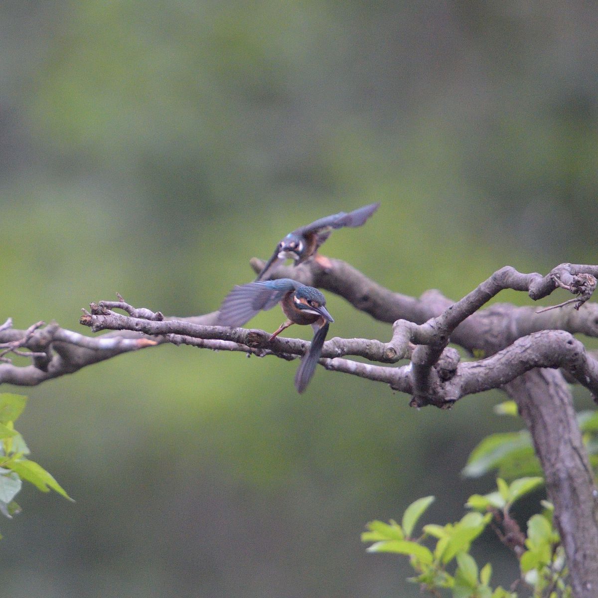 chasing!! カワセミ#101 | GANREF