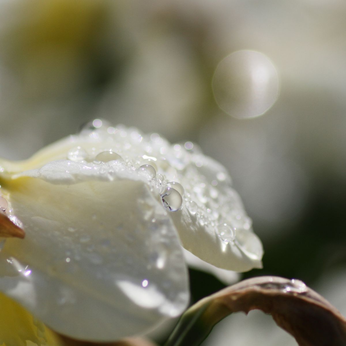 morning shower | GANREF