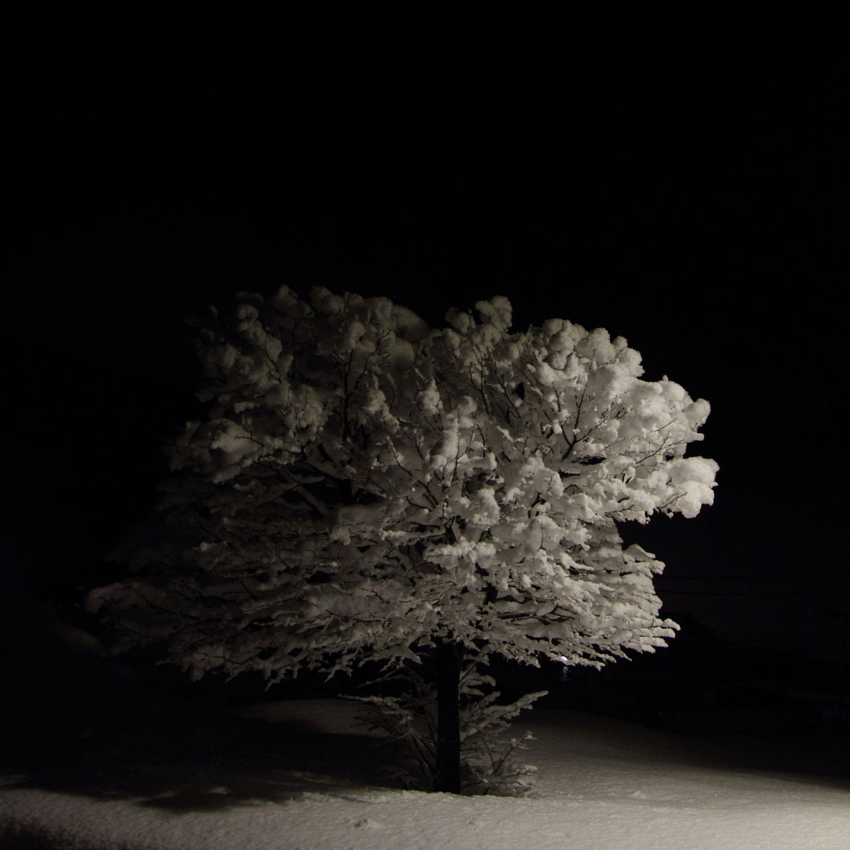 snow tree | GANREF