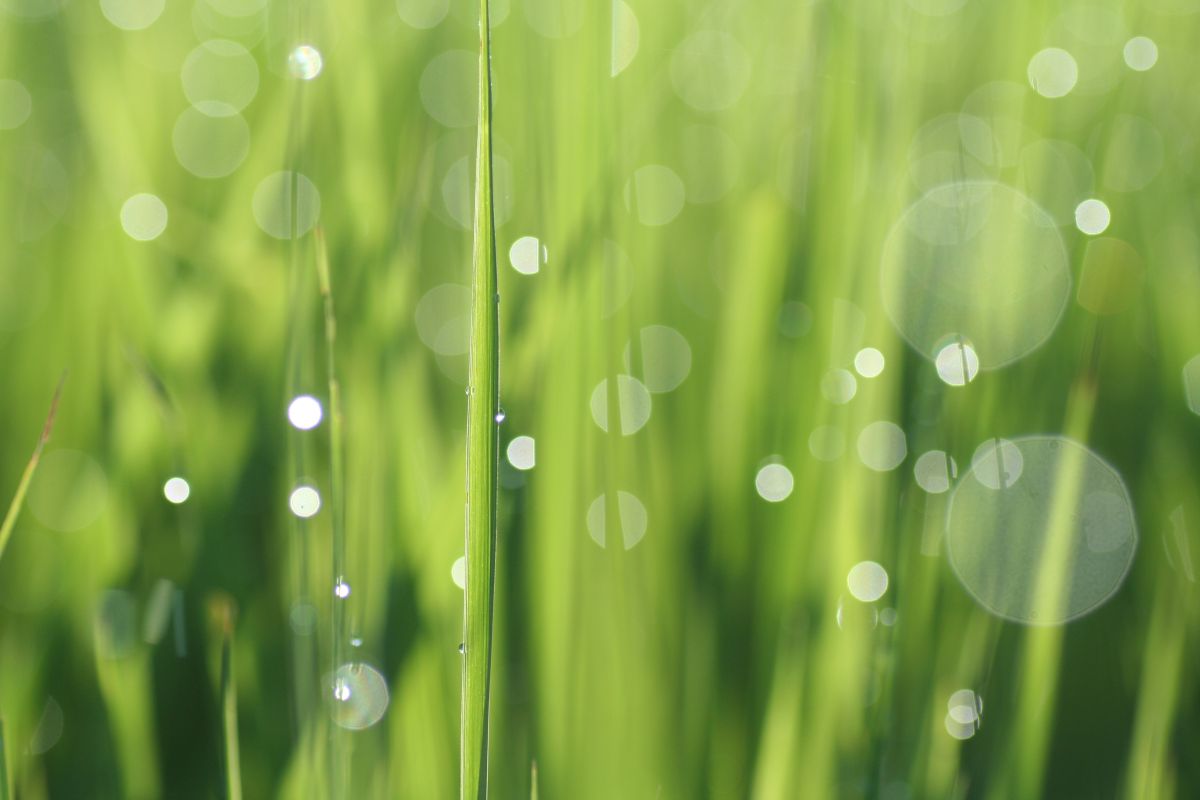 Morning Sunshine | GANREF