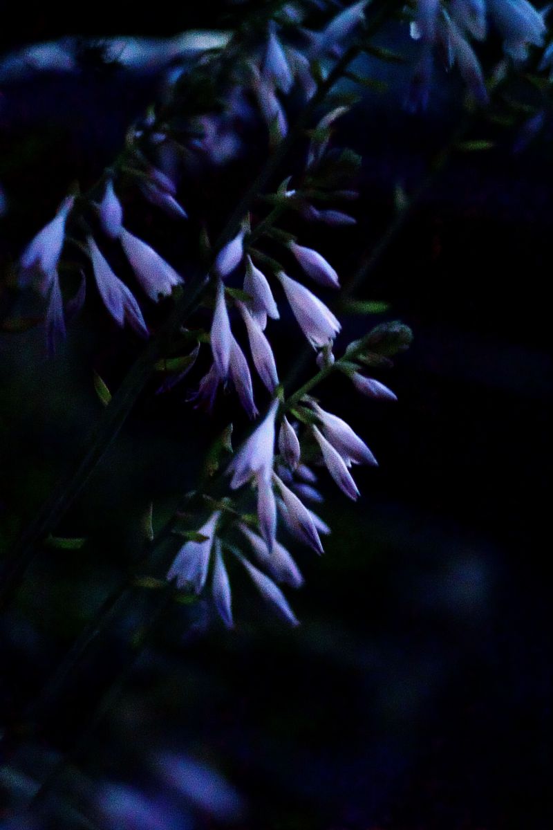 夕闇の中 | GANREF