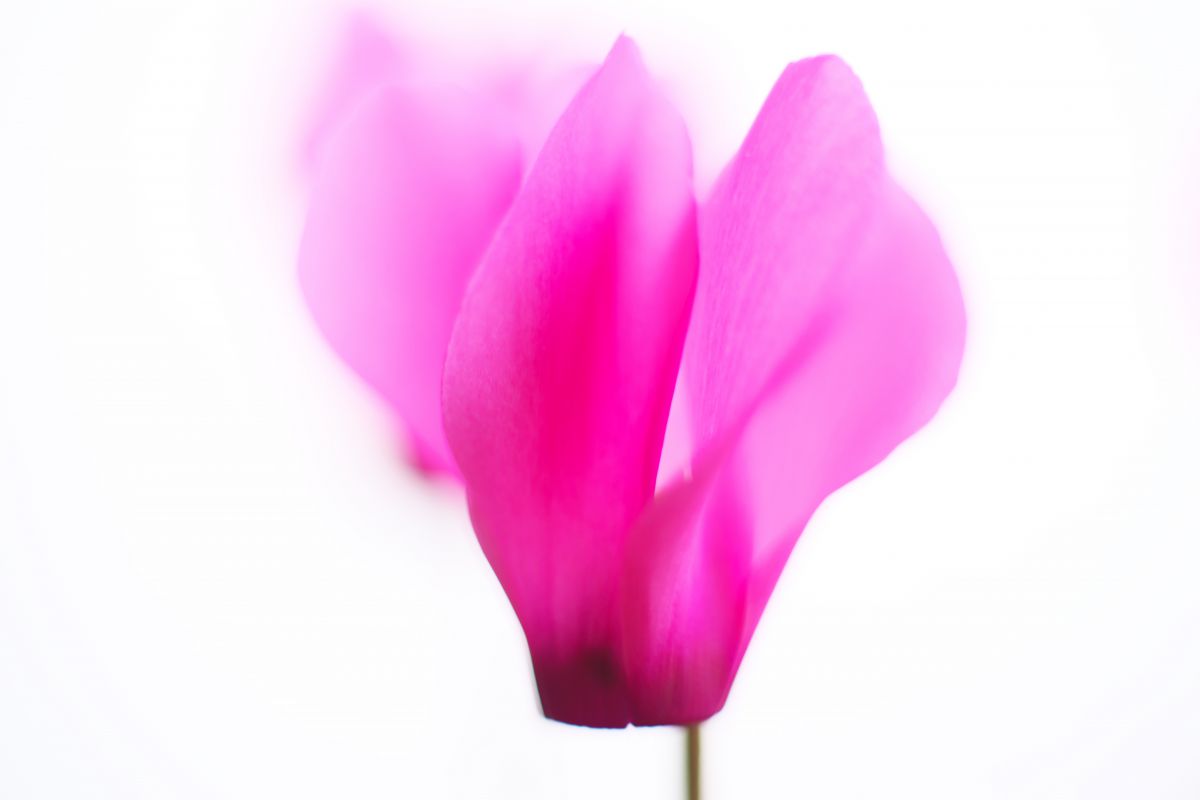 Cyclamen persicum | GANREF