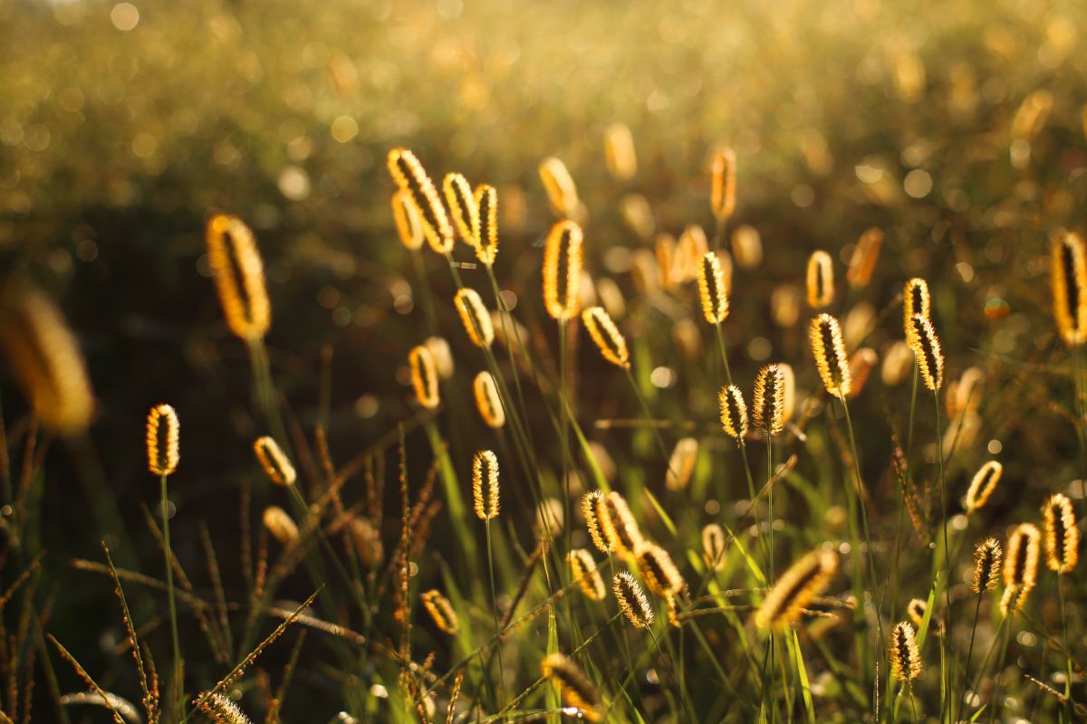 秋の輝き | GANREF