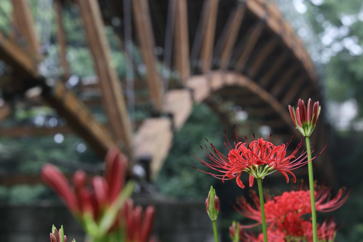 あいあい橋 | GANREF