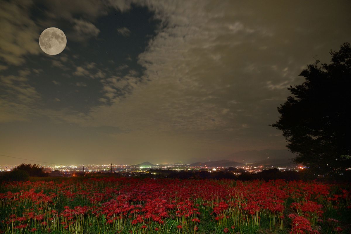 Moonlight Serenade | GANREF