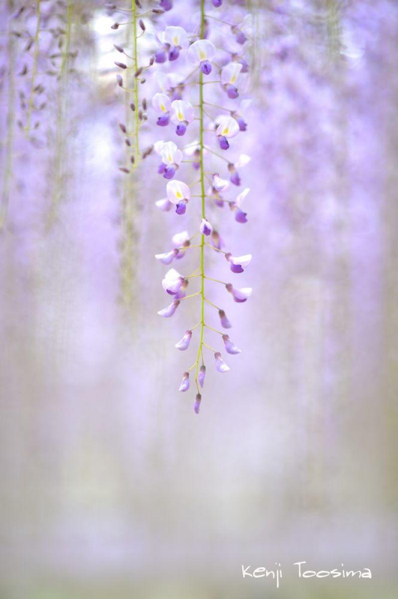 Color of spring | GANREF