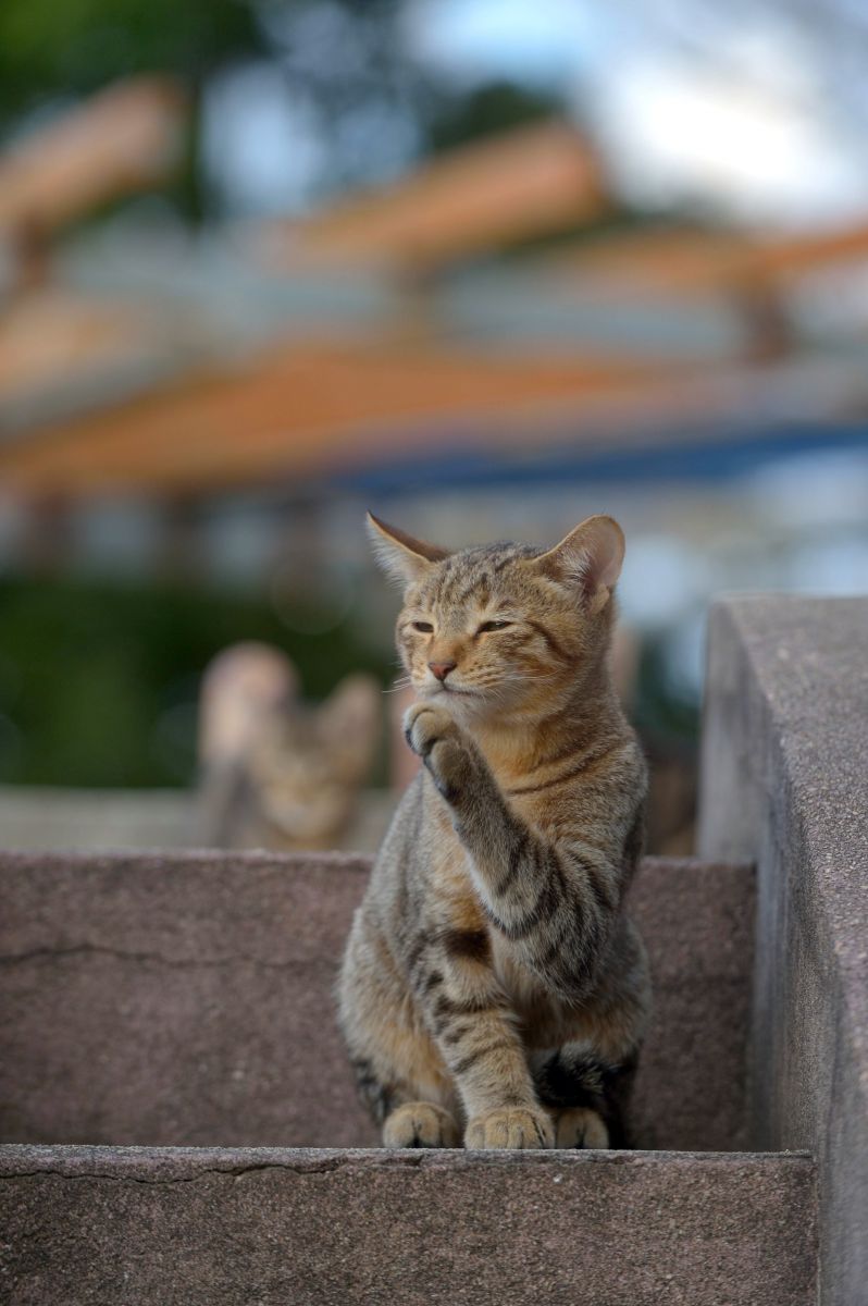 チョットチョット お兄さん | GANREF