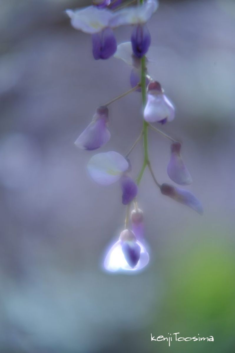 Dream of spring | GANREF