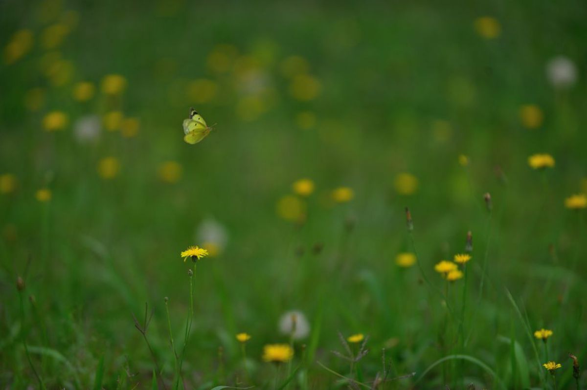 Dream of spring | GANREF