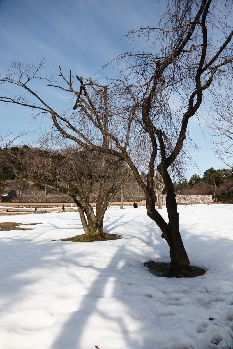 去りゆく季節 | GANREF