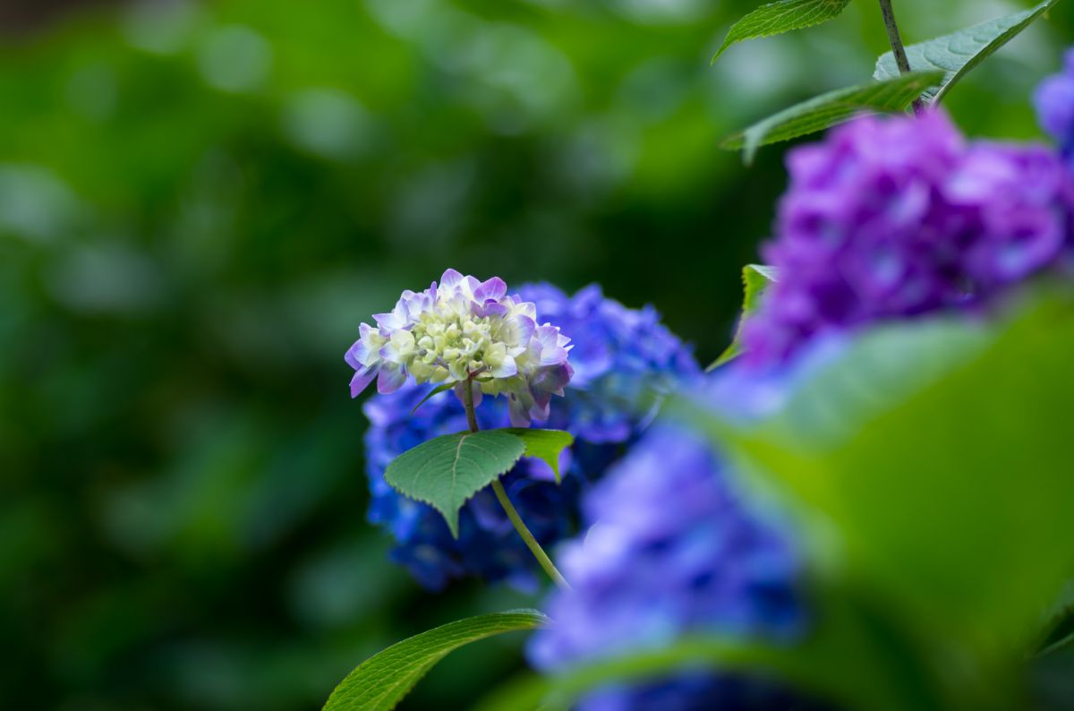 私が主役 | GANREF