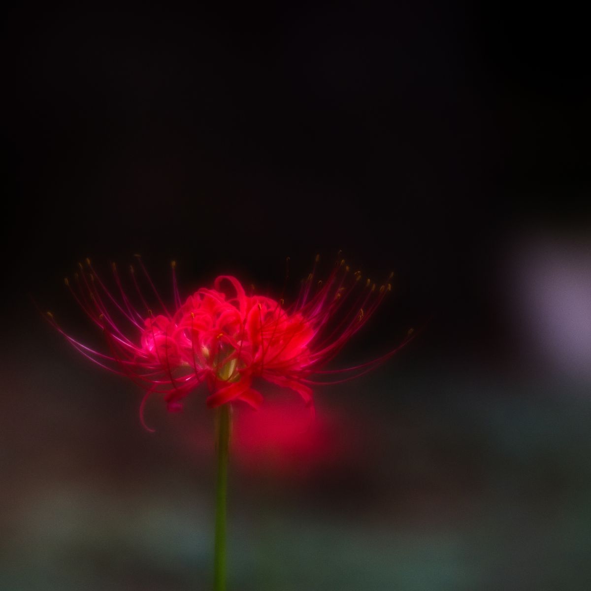 Lycoris radiata | GANREF