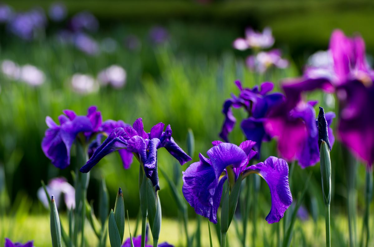 何れ菖蒲か杜若 | GANREF