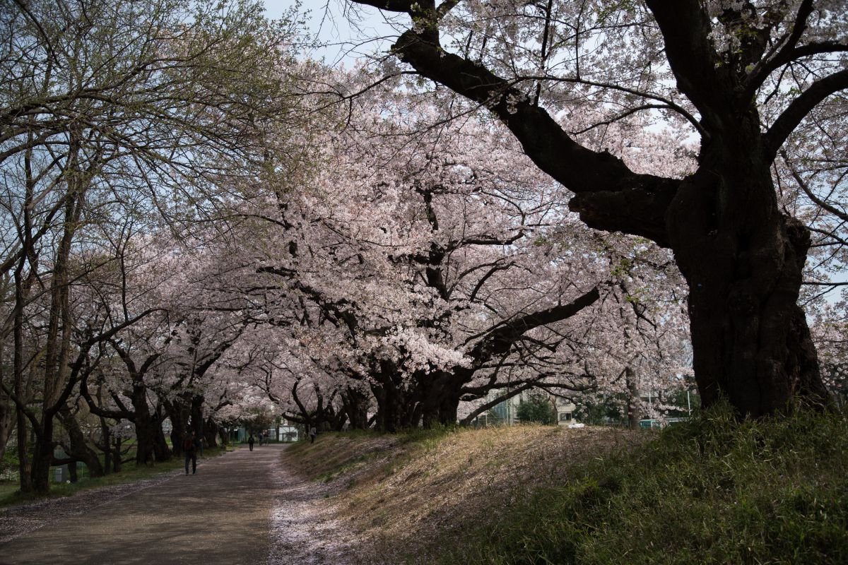桜並木 | GANREF