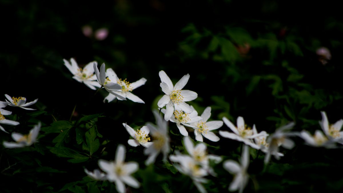 White fairies in the shade of trees | GANREF