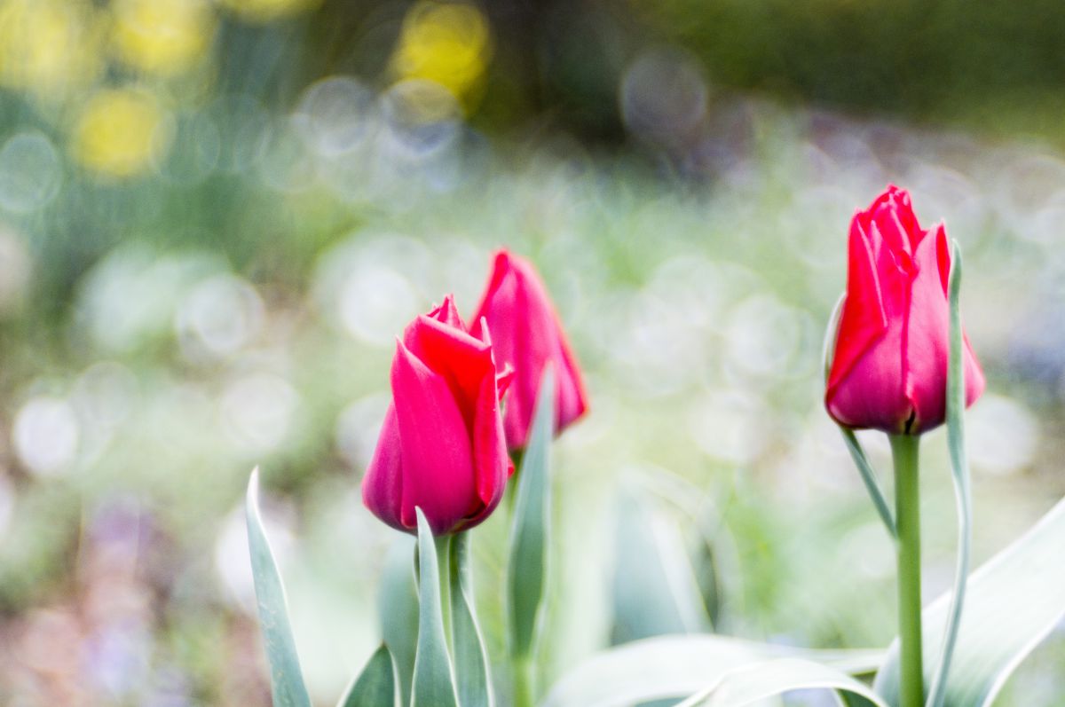 Soap Bubble Bokeh | GANREF