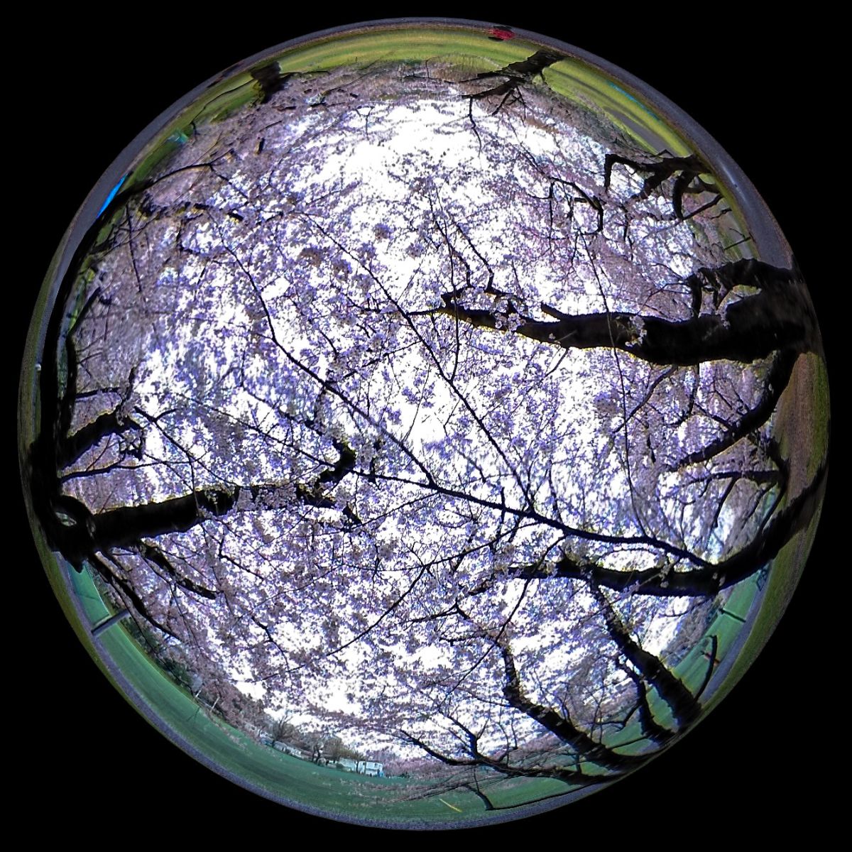 Sakura Ball | GANREF