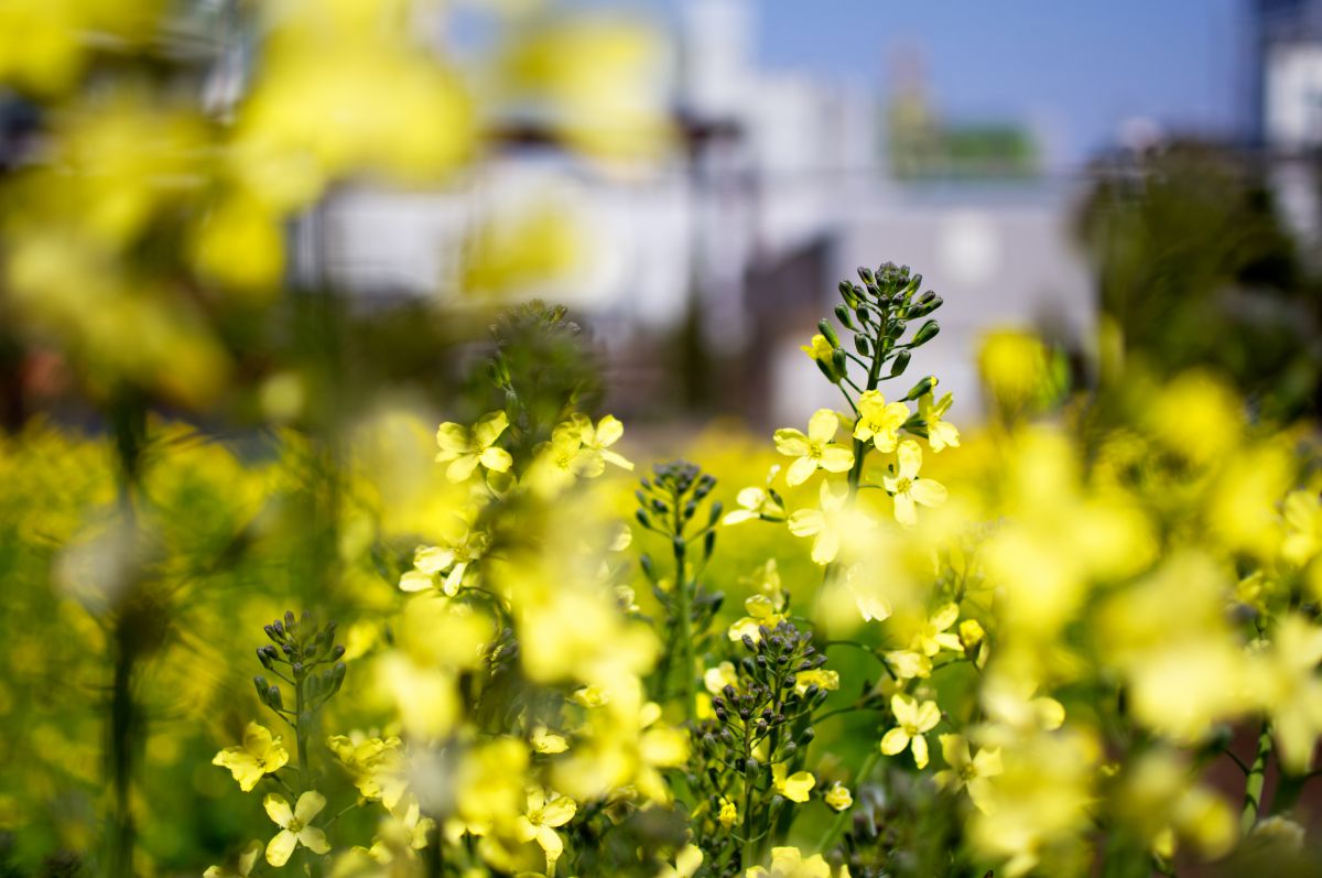 都会の春 | GANREF