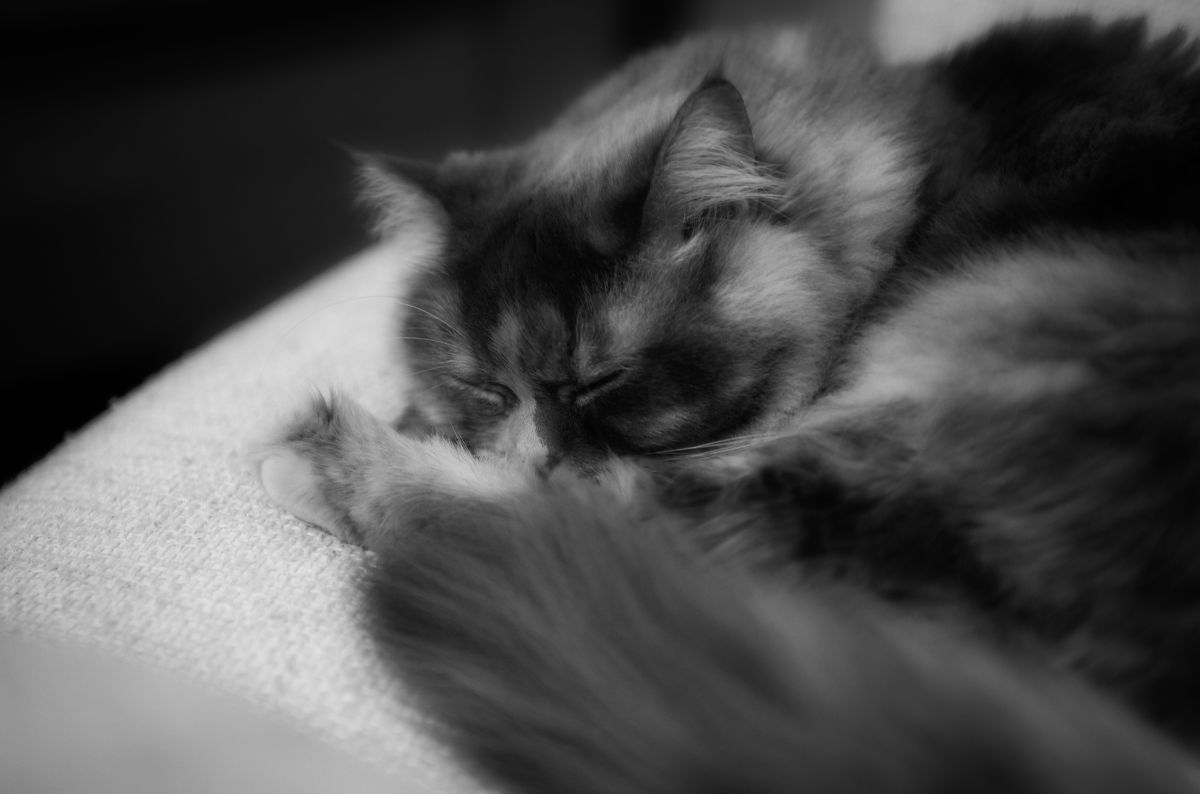 Sleeping Beauty | GANREF