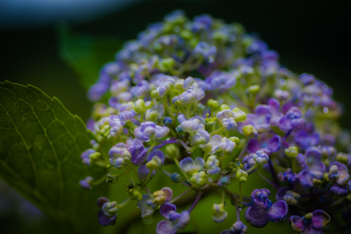 紫陽花ー雨上がり | GANREF