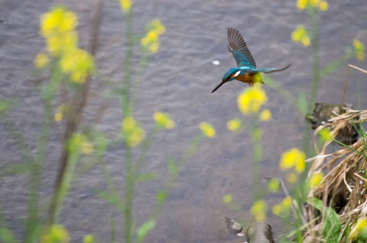 春の小川 | GANREF