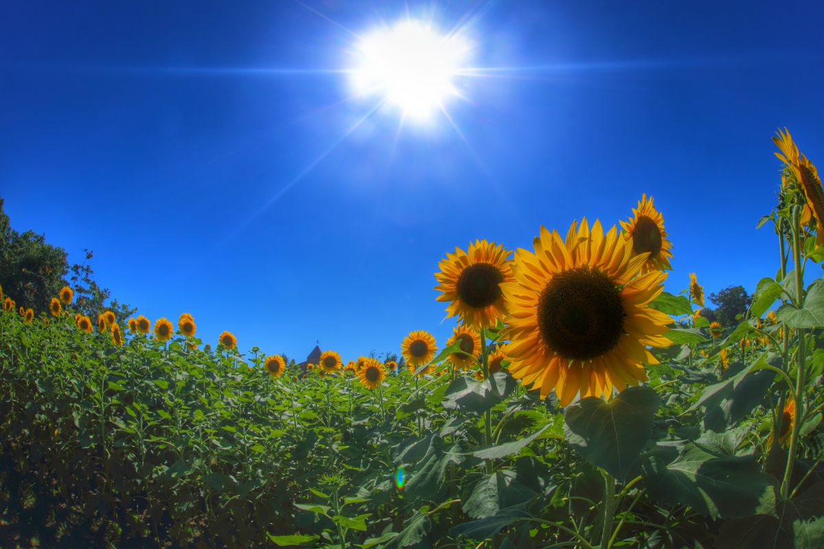The sunflower with a sun | GANREF