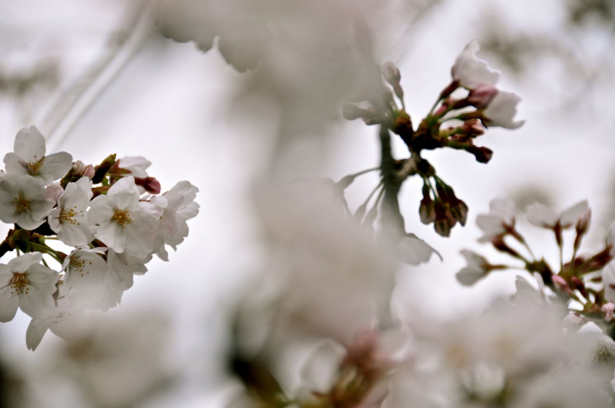 Time Goes Around | GANREF